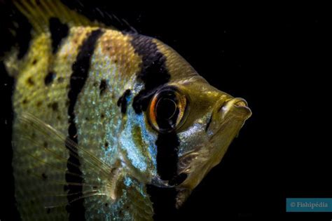 Escalar Pterophyllum Scalare Ficha De Pez