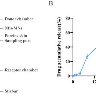 Setup To Measure Transdermal Release In Vitro Schematic A And