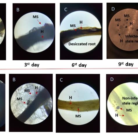 Average Trend Of 3 Days Interval Progress Of Charcoal Rot Disease In