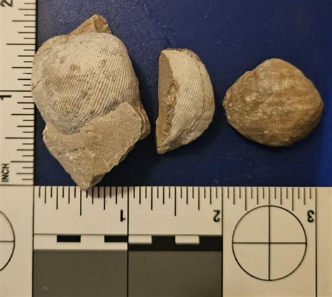 N Central Ok Bivalve Fossils Id Rfossilid