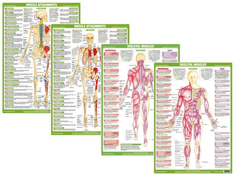 Human Anatomy Posters