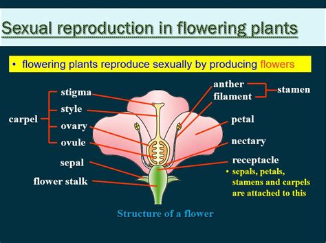 Igcse Biology Human And Plant Reproduction Teaching Resources