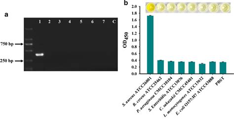 Specificity Of The Pcr And Colorimetric Method A Lanes 17 S Aureus Download Scientific