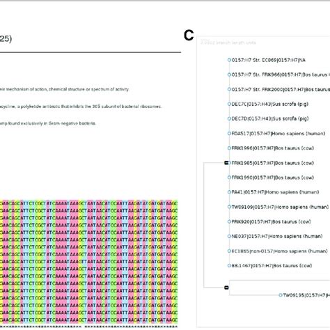 Phylogeny And Multiple Sequence Alignment Of The Gene Tetd Within The Download Scientific