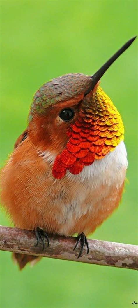 Pin By Nawtic Julieta On Bird Nerd In 2025 Nature Birds Exotic Birds