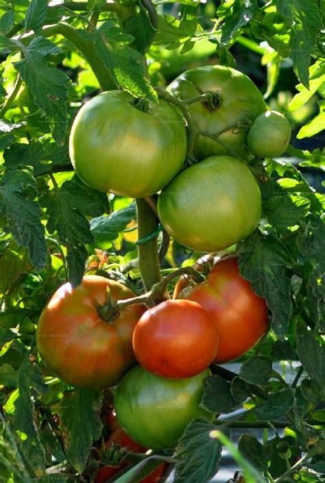 Arten - Garten-Tomate (Lycopersicon esculentum Mill.)