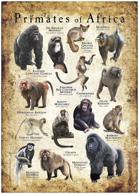 Primates Of Africa Poster Print Signed By Artist Etsy Primates