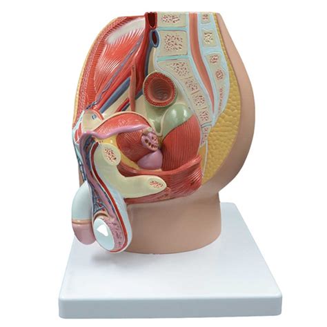 Male Reproductive Model Labeled Seminal Vesicles