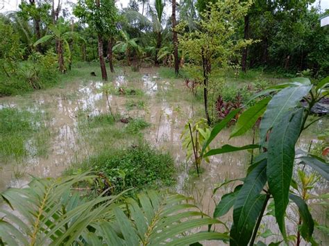 မင်းပြားမြို့နယ်၌ မိုးအဆက်မပြတ်ရွာသွန်းမှုကြောင့် လေးမြို့မြစ်ရေမြင့်တက