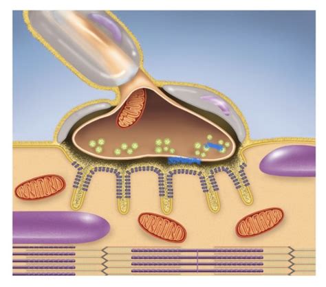Lec 3 Nmj Labeling Diagram Quizlet