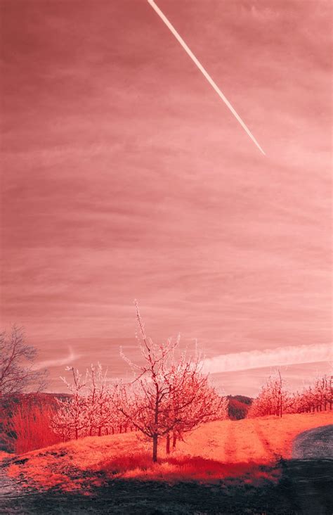 비행기가 나무가 있는 들판 위를 날고 있다 사진 Unsplash의 무료 자연 이미지