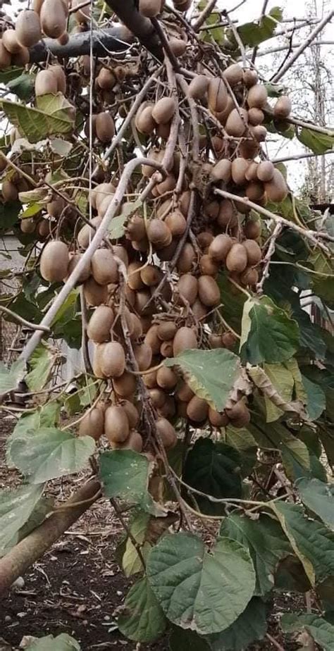 სანერგე კახეთში საუკეთესო მსხვილიჰაივარდის ჯიშის კივის
