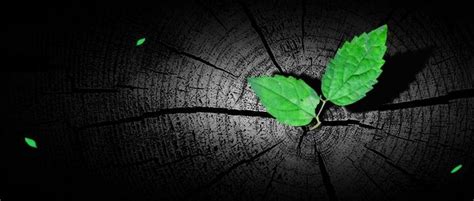 病在卵巢，根在肠道！——益生元肠道菌群调控法治疗多囊卵巢综合征 知乎