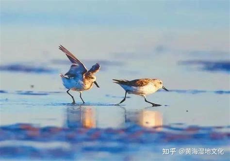黄海湿地，美丽中国的“盐城样本” 知乎