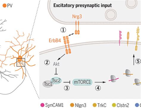 James Fink On Linkedin Cortical Wiring By Synapse Typespecific Control Of Local Protein Synthesis