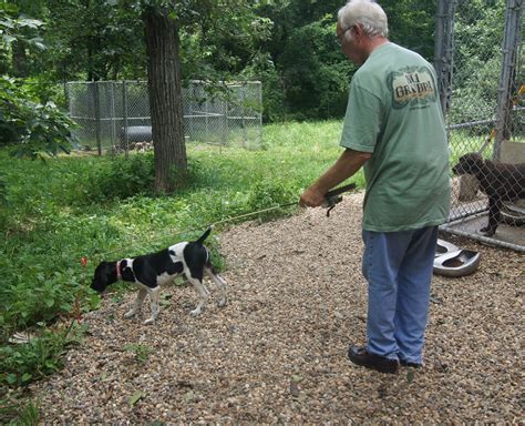 Pointing Dog Pointers The Good Gun Dog Pointing Dog