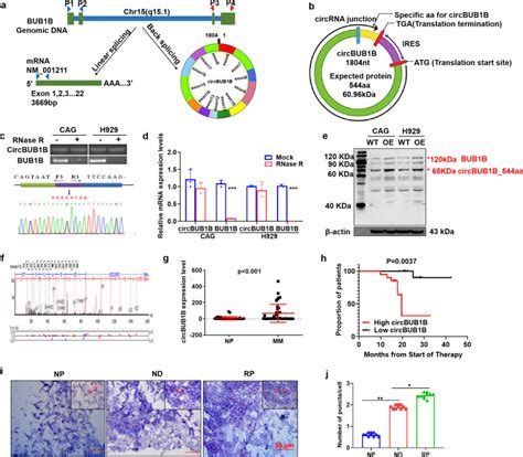 Bub1b And Circbub1b544aa Aggravate Multiple Myeloma Malignancy Through