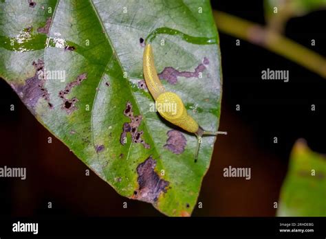 Long Tailed Semi Slug Ibycus Rachelae Climbing On Leaf Yellow Snail