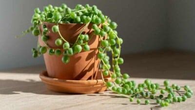 How To Grow And Care For String Of Pearls Complete Guide