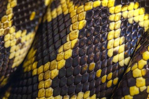 Python Skin And Scales Macro Black And Yellow Snake Skin Texture Background Pattern Stock