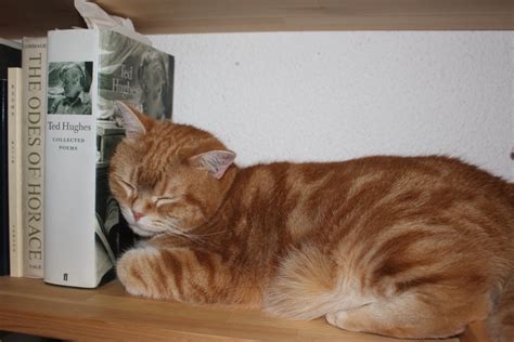 Maimatsumoto 松本 舞 On Twitter 月刊『ねこ新聞』12月号「猫の縄張り」では、テッド・ヒューズ、「エステルの猫」の