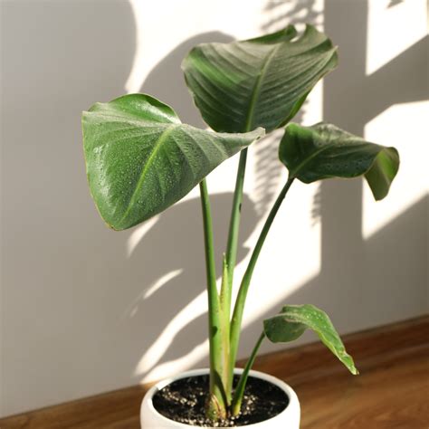 Strelicja Jak Dbać O Rajskiego Ptaka Popularne Problemy Ze Strelicją