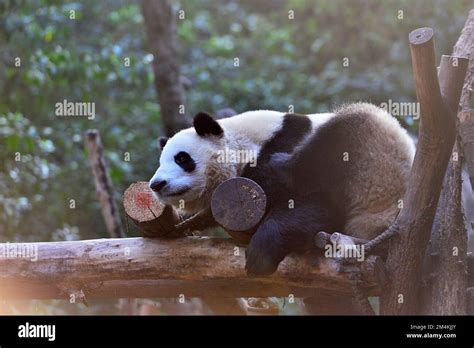 Giant Pandas Enjoy A Comfortable Life In Winter At Chengdu Research