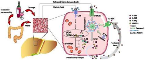 Modulation Of Interleukin 36 Based Inflammatory Feedback Loop Through