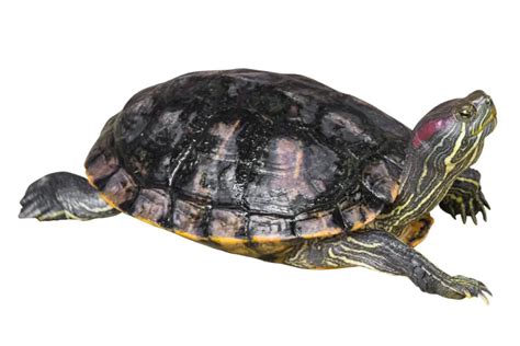 Turtles In Alabama 30 Species With Pictures Reptiles Time