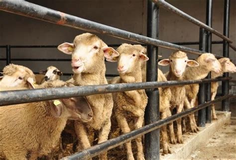 2025 Kurban Bayramı tarihi belli oldu Diyanetin açıklamasına göre