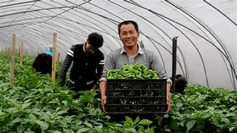 家庭农场与合作社到底有啥区别？别再分不清楚农业