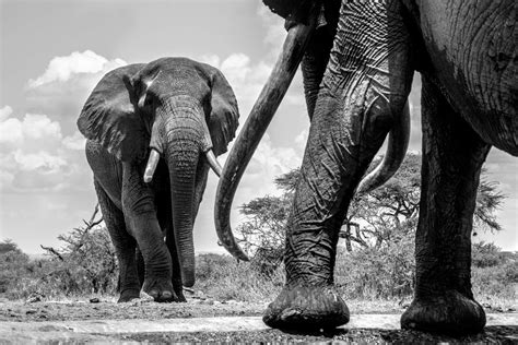 Hierarchy Beverly Joubert Fine Art Photography