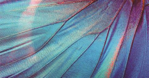 Structural Colour Feature Chemistry World