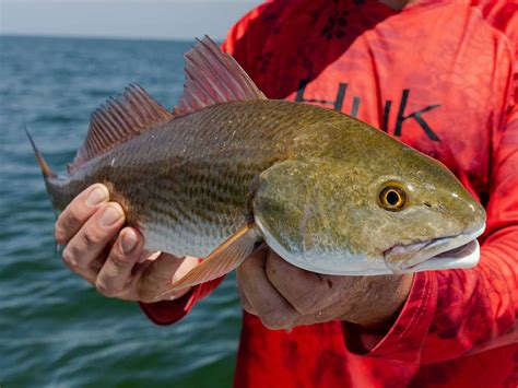 Sight Fishing Tips And Techniques Saltwater Anglers