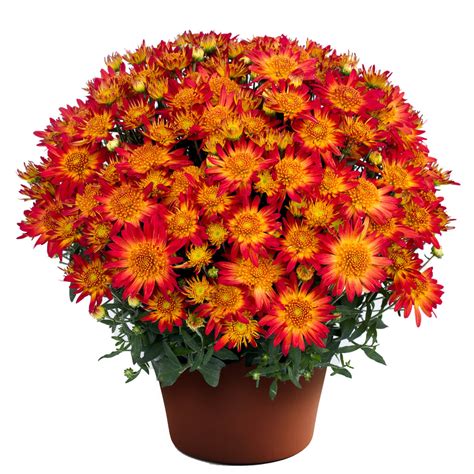 Autumn Sunset™ Garden Mum Chrysanthemum Grandiflorum Proven Winners