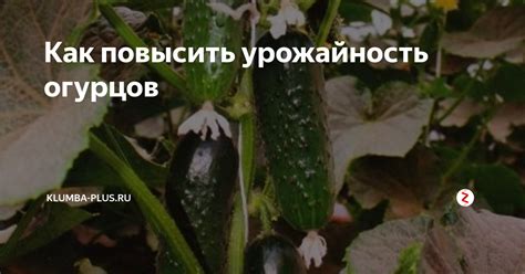 Как повысить урожайность огурцов Klumba Plus Дзен
