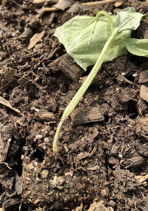 Why Are My Cucumber Plants Wilting And Dying Backyard Gardeners Network
