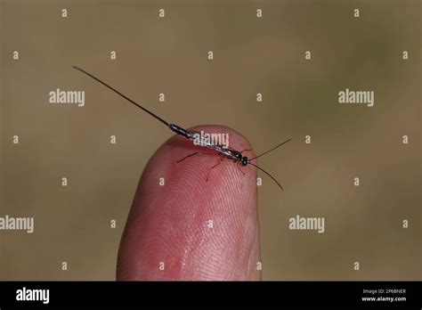 Female Ichneumon Wasp Of The Dolichomitus Complex With A Long