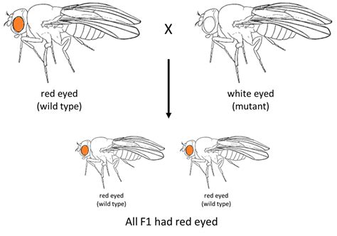 Examples Of Multiple Allelism