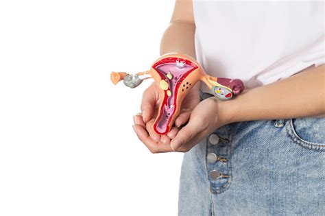 소녀는 흰색 배경에 여성 생식 기관의 의료 모델을 손에 쥐고 있습니다 부인과 질환의 개념과 치료 산부인과 의사의 예방 검사를시기