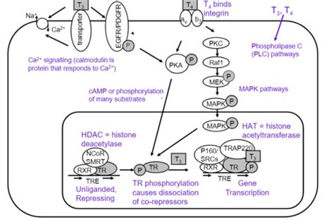 Non Genomic Actions Of Thyroid Hormone And Thyroid Diseases Flashcards