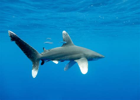 Oceanic Whitetip Shark Carcharhinus Longimanus Angari Foundation
