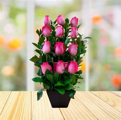 Rosas Fiusha Delicadas Flores Cerca De Mí