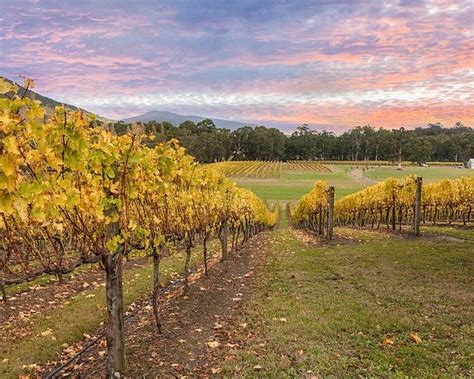 Passing Clouds Winery Daylesford Atualizado 2023 O Que Saber Antes