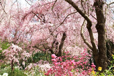 桜の名所が数々存在する京都あまり知られていない名所穴場をご紹介 caedeKyoto カエデ京都 紅葉と伝統美を引き継ぐバッグ