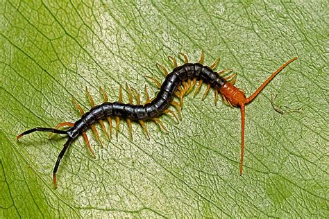 Centipede Bite Treatment Hawaii Effective Treatment Methods Pestclue
