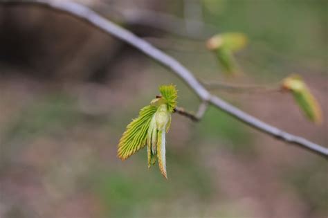 Blätter Zweig Ast Kostenloses Foto Auf Pixabay Pixabay