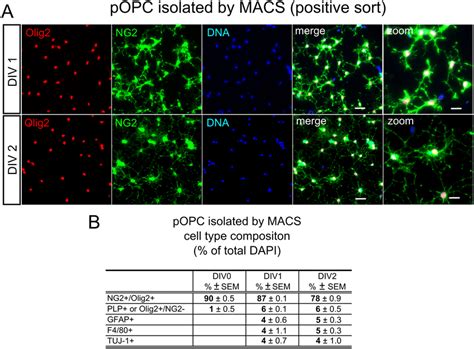 Primary Opc Culture A Cell Type Specific Staining Of Magnetically