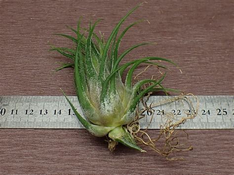 Tillandsia Pruinosa X Leriana チランジア プルイノーサxセレリアナ エアプランツti 第四種送料別途