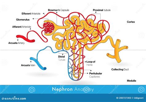 Structure Of A Nephron Formation Of The Urine Vector Illustration